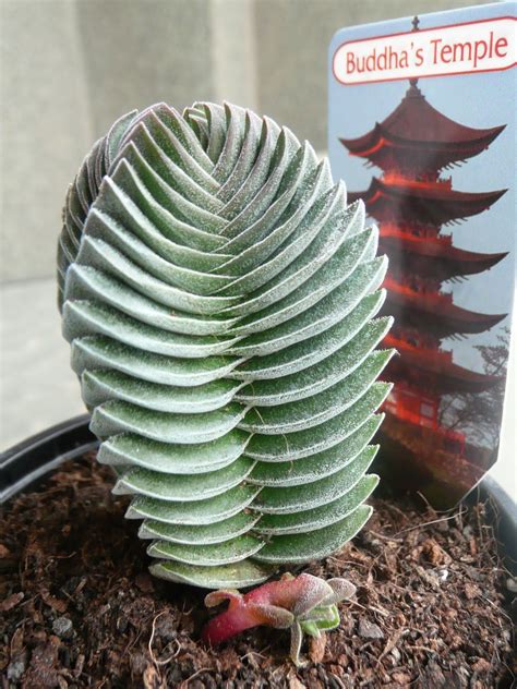 Crassula Pyramidalis Pagoda Mini Jade Artofit