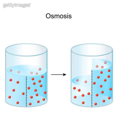 Osmosis Experiment with Water and semi permeable membrane 이미지 1616708350 게티이미지뱅크