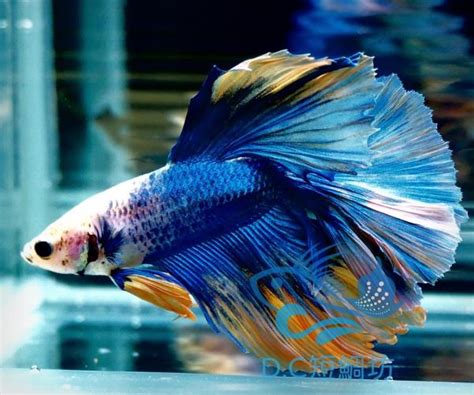 2025 水藍黃半月鬥魚照片公鬥魚一隻 DC短鯛坊