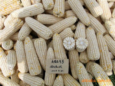 双穗型玉米品种 双穗玉米品种 玉米品种 第9页 大山谷图库