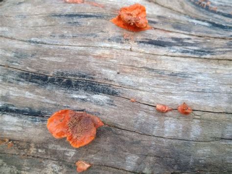 Yellow Fungus That Grows On The Inner Layers Of Woody Trees Stock Photo