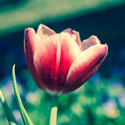Premium Photo Close Up Of Tulip Flower