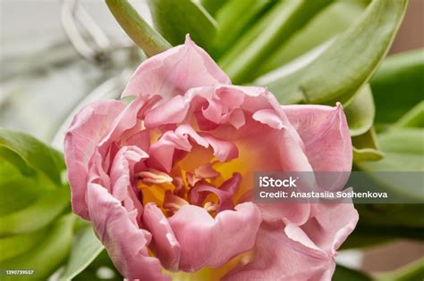 꽃다발에 모란 모양의 튤립 꽃의 매크로 사진 봄 개념 3 월 8 일 국제 여성의 날을위한 선물 International Womens Day에 대한 스톡 사진 및 기타 이미지