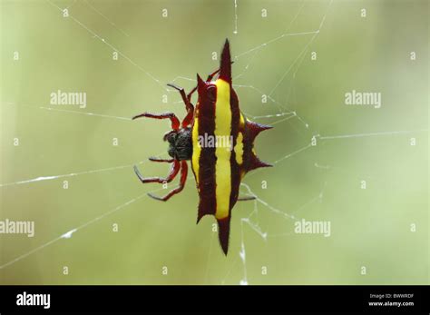 Spiny Orb Weaver Spider Gasteracantha Fornicata Adult On Web Millaa