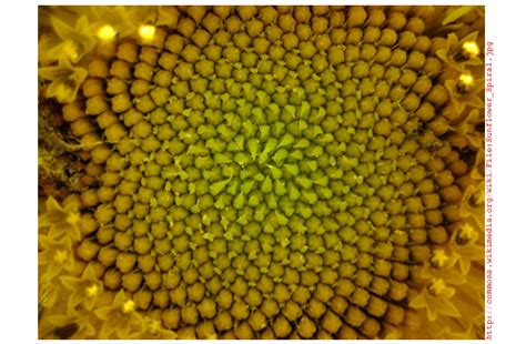 How I Made Wine Glasses From Sunflowers—wolfram Blog