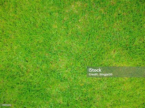 배경 잔디 질감 녹색 잔디 바탕 화면 사진 공원 잔디 질감 녹색 잔디 텍스처 배경 녹색 잔디에 대 한 뒤뜰 앞마당 또는 뒷마당에