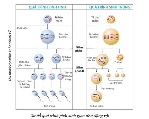 Lý Thuyết Sinh Học 10 Bài 14 Cánh Diều Giảm Phân