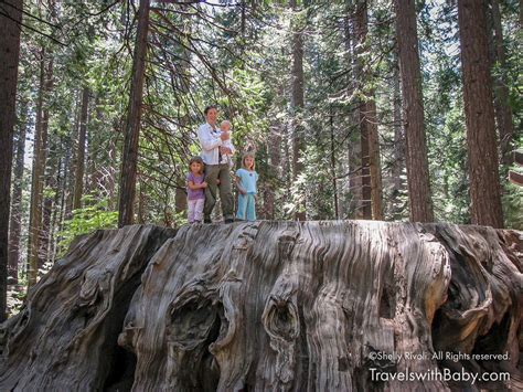Calaveras Big Trees State Park