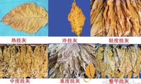 烟叶病虫害如何防治 烟叶挂灰原因及防止方法 香烟网