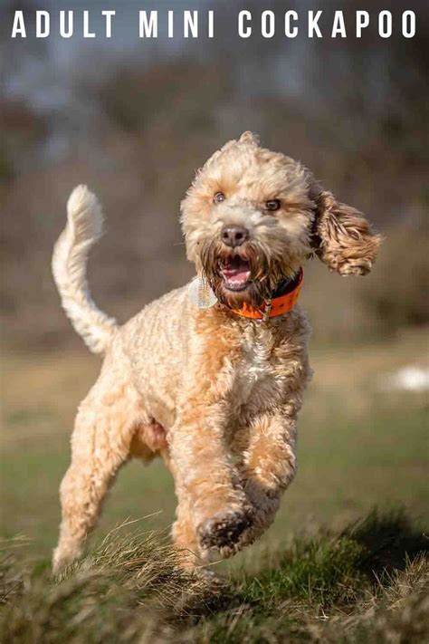 Cockapoo Pros And Cons Of The Cocker Spaniel Poodle Mix Mini