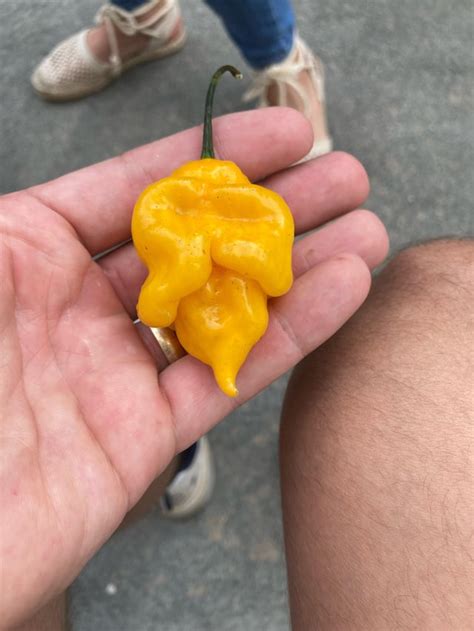 The Random Gilbert Brown Cardplaque Is Great Amongst All The Relics Of