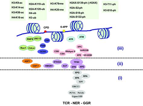 Chromatin Remodeling In Nucleotide Excision Repair In Mammalian Cells