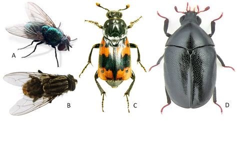 Servicio Comunitario En Entomologia Forense Clasificación De Los