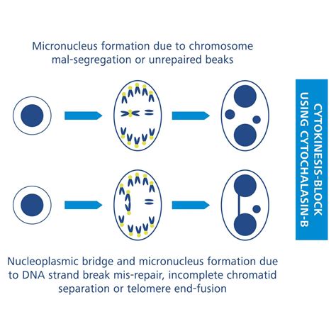 From Image To Results High Content Imaging For Genotoxicity Zeiss