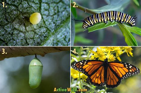 Butterfly Has Life Span At Tina Philpott Blog
