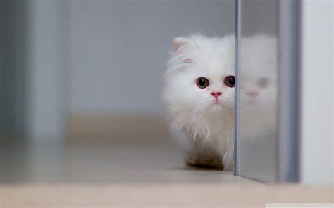 Cute Cat Hd Wallpapers Top Free Cute Cat Hd Backgrounds Wallpaperaccess