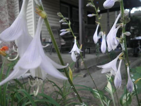 Tree With White Droopy Flowers At Chad Thornton Blog