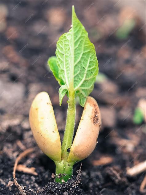 Premium Photo Close Up Of Sapling Growing On Field