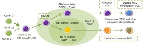 Lymphoma Cell Diagram