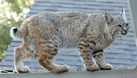 Are Bobcats Dangerous To People And Pets AnimAnswers Com