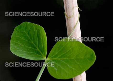 Thigmotropism In Plants