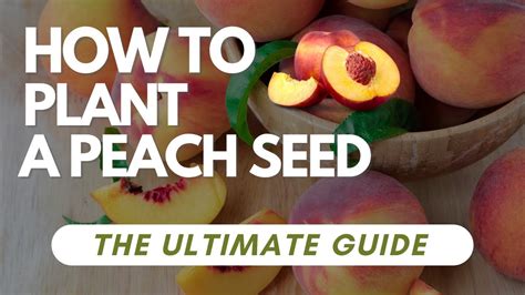 Peach Pit To Paradise Grow Your Own Peach Tree Easy Guide Homesteading Blog