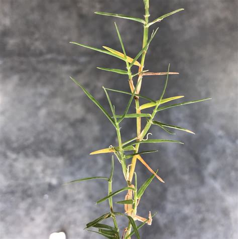 Grass Identify Rlawncare