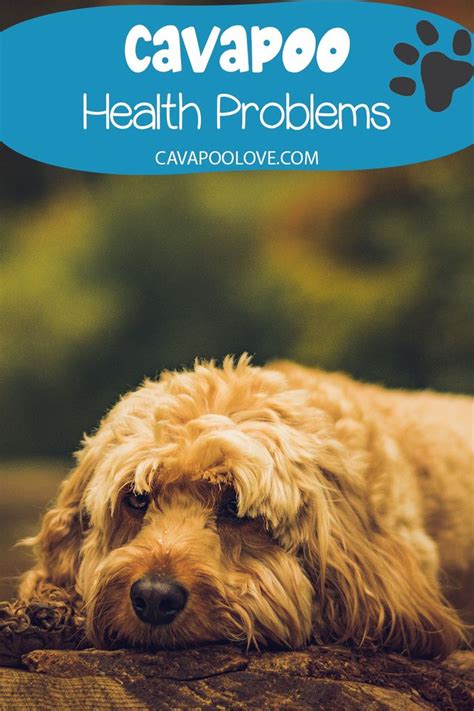 Health Problems Cavapoo