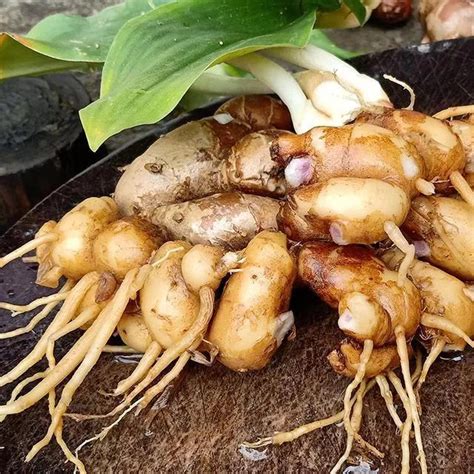 【香料和美食的秘密59】山奈，鹽焗雞不可或缺的醃雞料 每日頭條