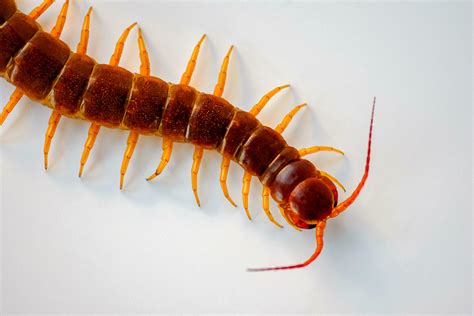 Centipedes Poisonous