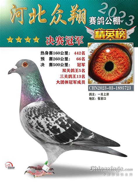 张家口涿鹿众翔信鸽寄养中心图片查看 中国信鸽信息网各地公棚