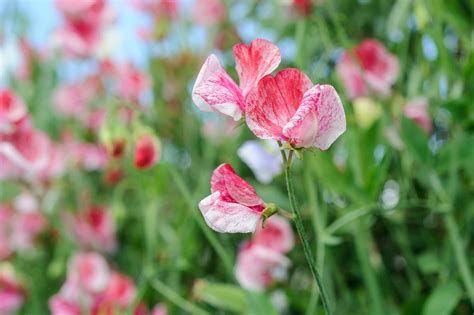 Summer Garden Flowers