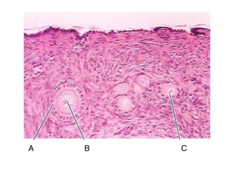 Sexual System Histology Flashcards Quizlet