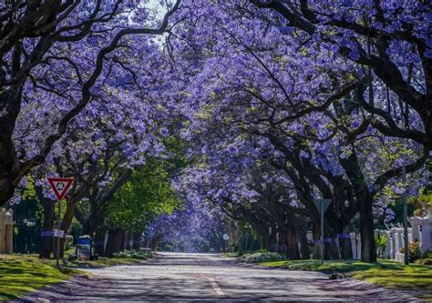 Jacarandá El árbol De Flor Violeta Que Transforma Calles Y Jardines