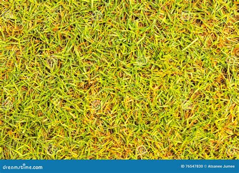Grass Texture Golf Course For Design Pattern And Background Royalty Free Stock Image