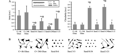 A Cell Area And Circularity For Cells Within Sandwiches Including