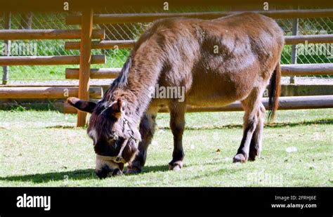 Grazing Donkey Stock Videos And Footage Hd And 4k Video Clips Alamy