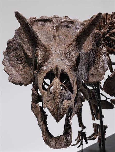 Triceratops Fossielen Triceratops Skull 145cm