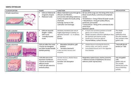 Epithelium Table Summary Simple Epithelium Classification Shape Function Location