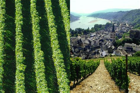 Understanding German Riesling By The Label Wine Folly