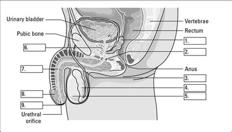 Male Reproductive System Labeling Diagram Quizlet