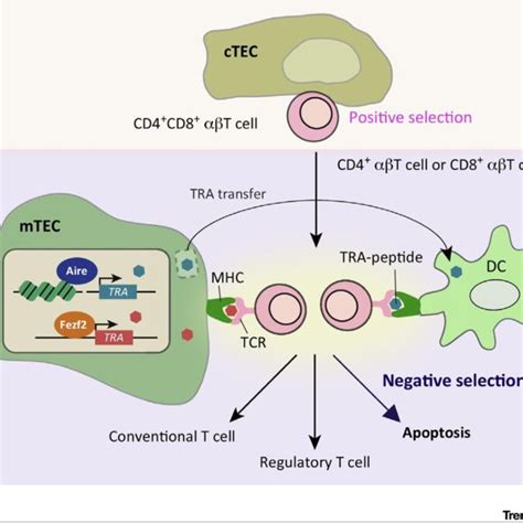 Schematic Diagram Of T Cell Selection And Tra Expression In The Thymus Download Scientific