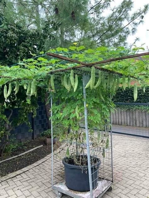 Best 13 16 Creative Raspberry Trellis Ideas For Your Garden Artofit