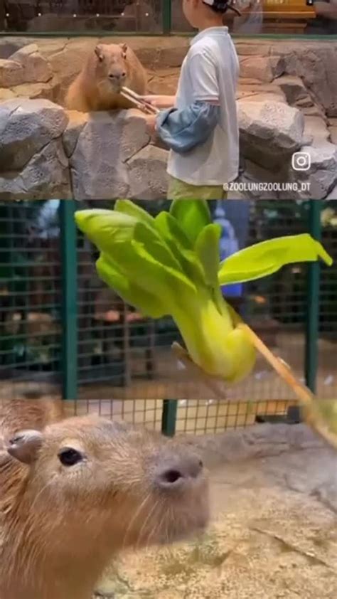 라크몽 🦝호기심 대마왕 라쿤 삼형제의 일상 🩷🩷 호기심도 가득하고⭐️ 먹는것도 좋아하고🌟 사람에게 관심이 많은 라쿤 삼형제의 일상이 궁금하다면⁉️ 주렁주렁동탄점 애서