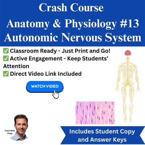 Crash Course Anatomy And Physiology 13 Autonomic Nervous System Tpt