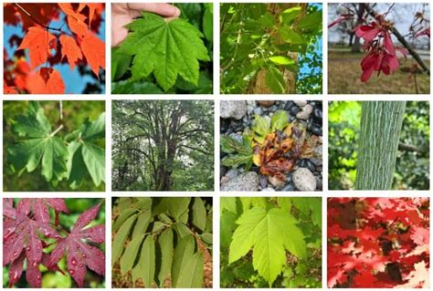 18 Different Types Of Maple Trees And Identifying Features