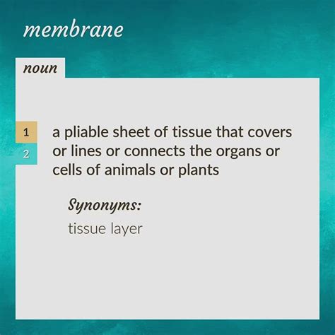 Membrane Meaning Of Membrane Youtube