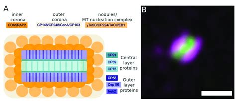 A Schematic Of Subcentrosomal Distribution Of The Major Centrosome