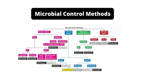 Types Of Microorganisms Chart