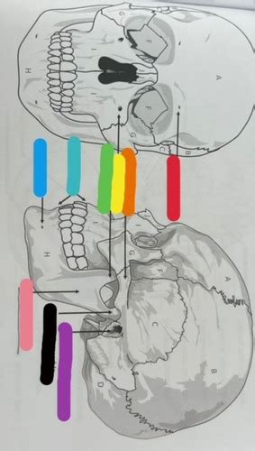 Aandp 1 Lab Axial Skeleton Images From Lab 4 Flashcards Quizlet